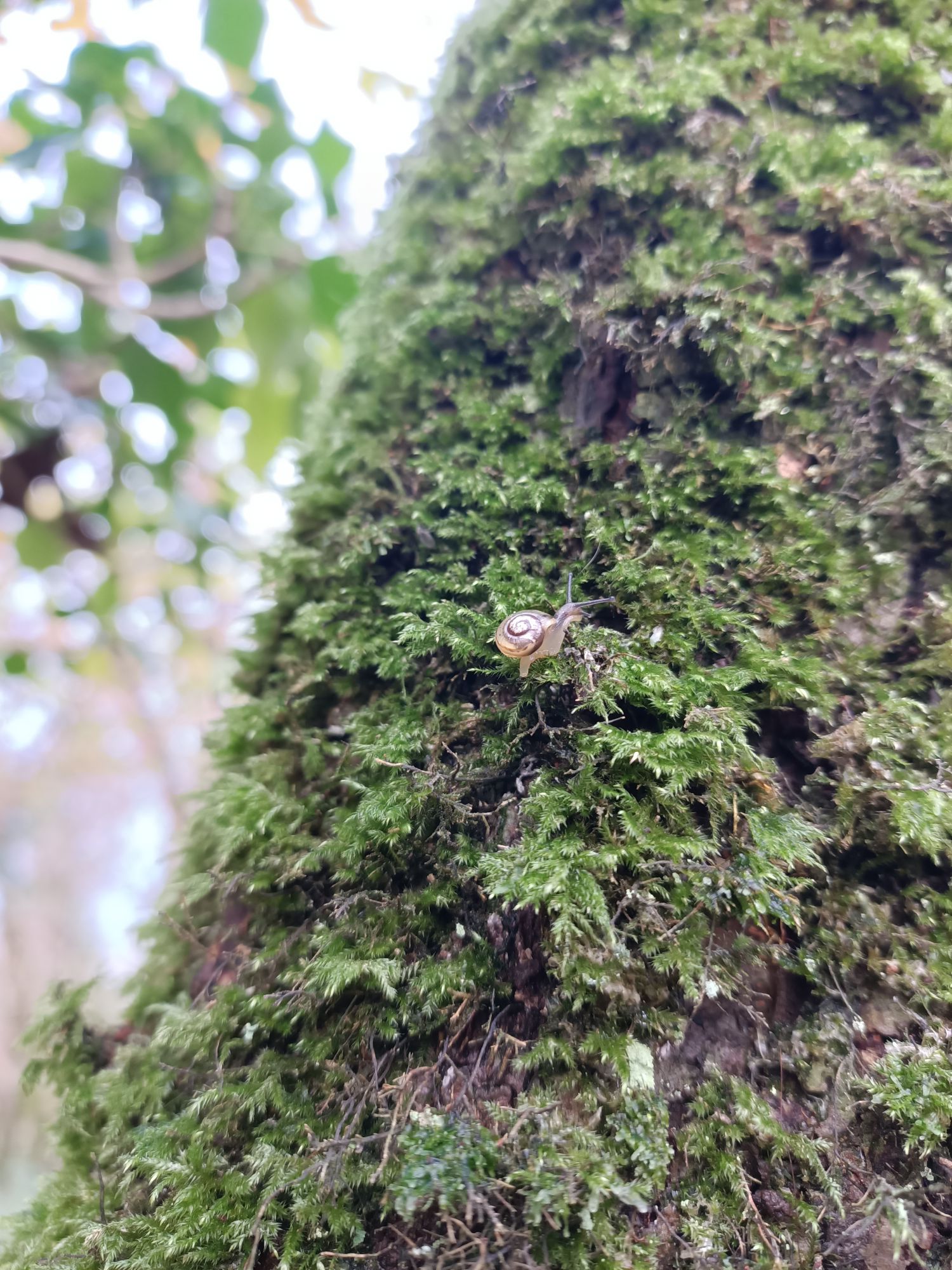 The Dizzying Spectacle of Dizzard 🌳🌳🌳 – #RebelBotanists